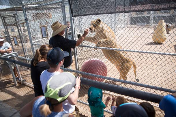 Photograph: Lion Habitat Ranch - Las Vegas Weekly