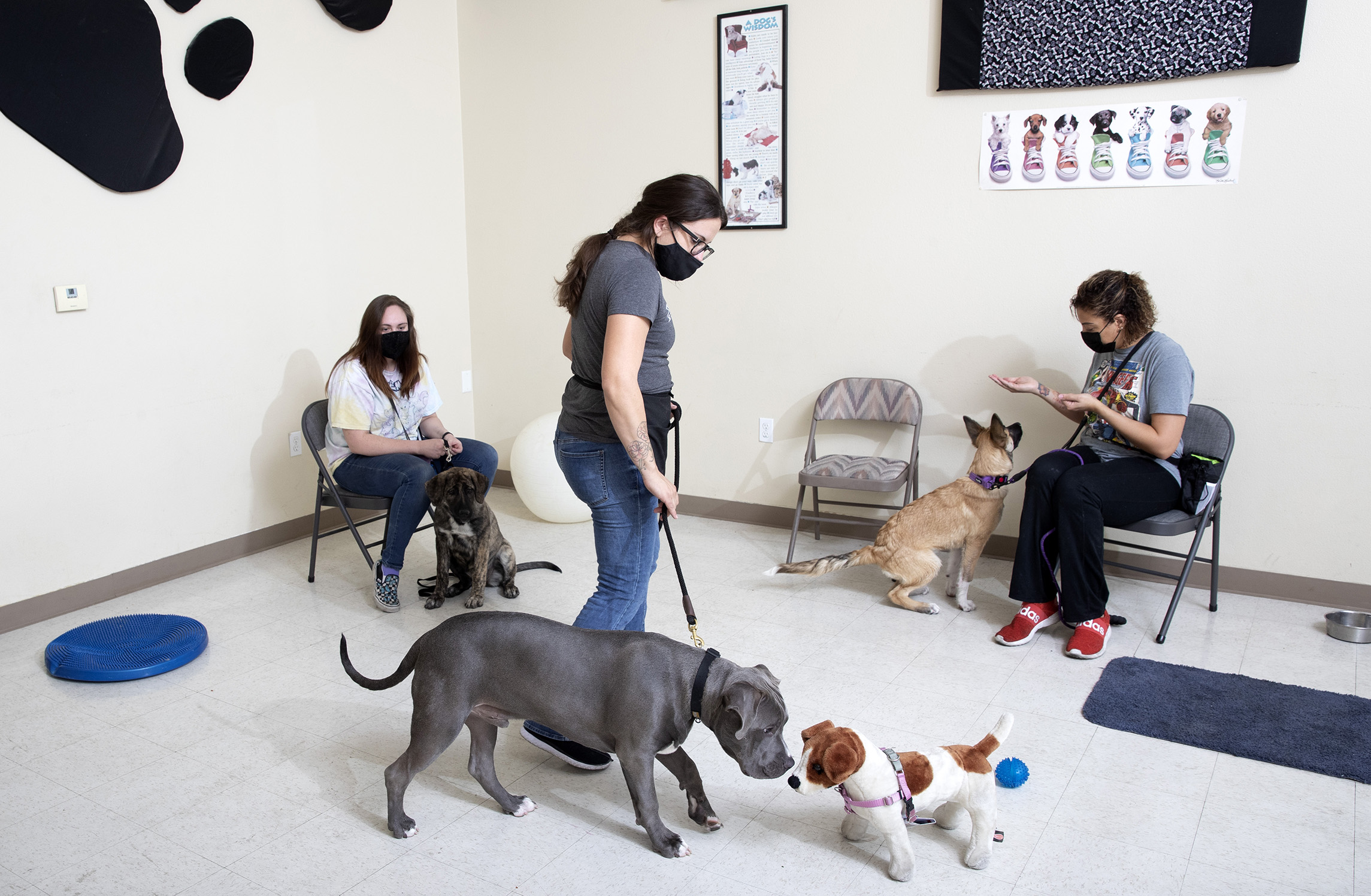 Street Dogz Offers Pet Support To Las Vegans Who Need It Most Las